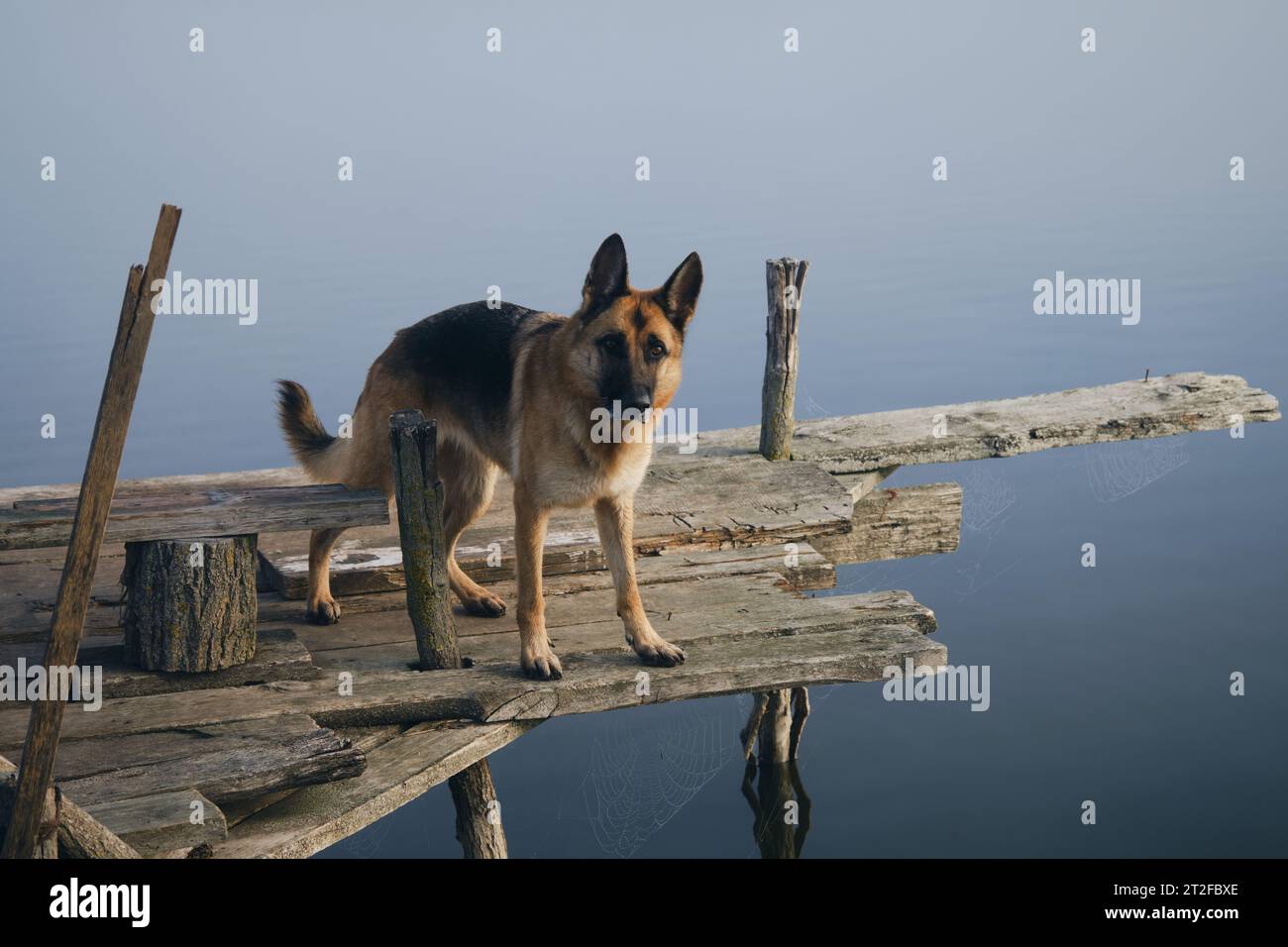 Beautiful purebred dog stands on a wooden pier on a foggy autumn ...