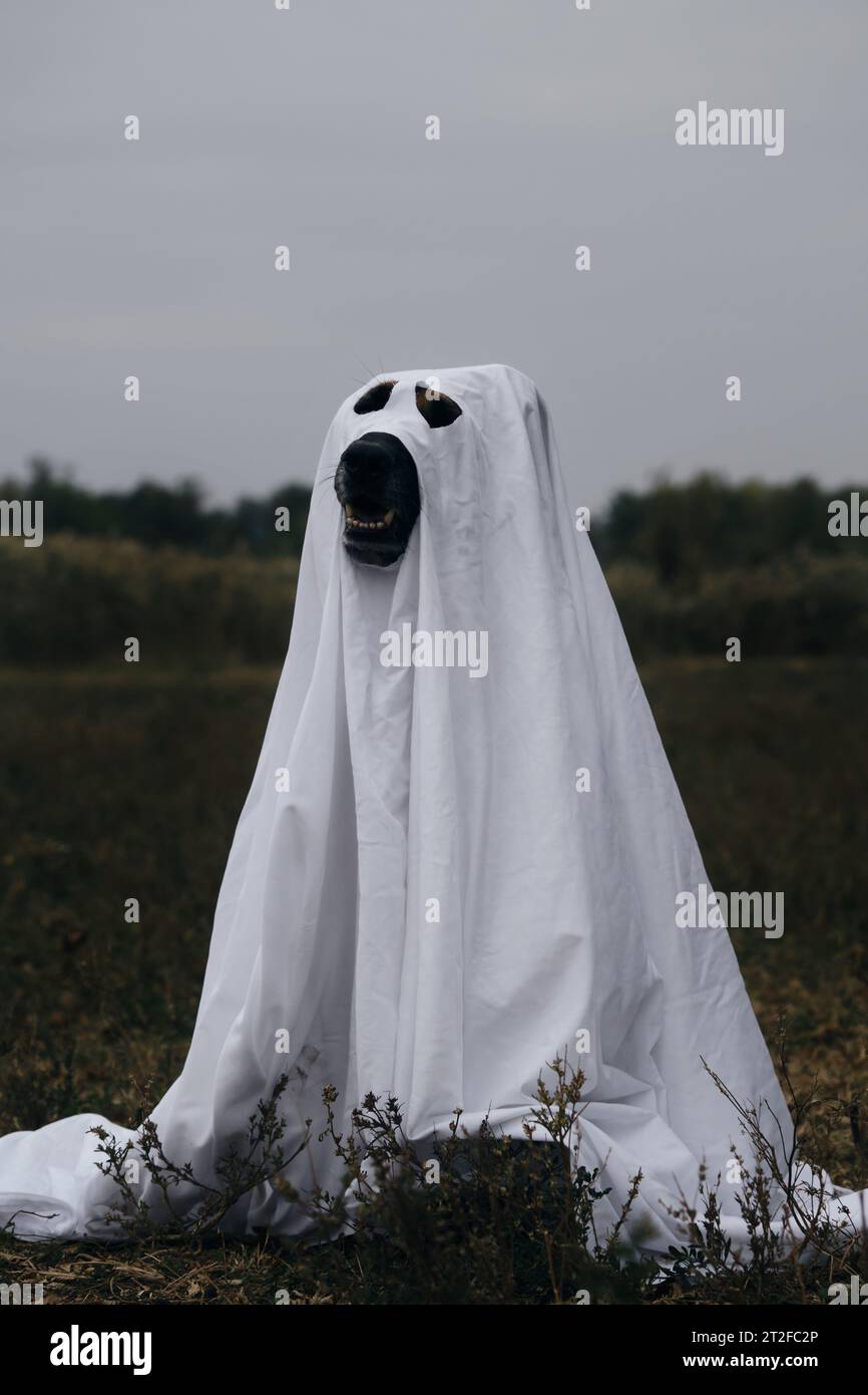 The dog dressed up and celebrates Halloween as a person. A German ...