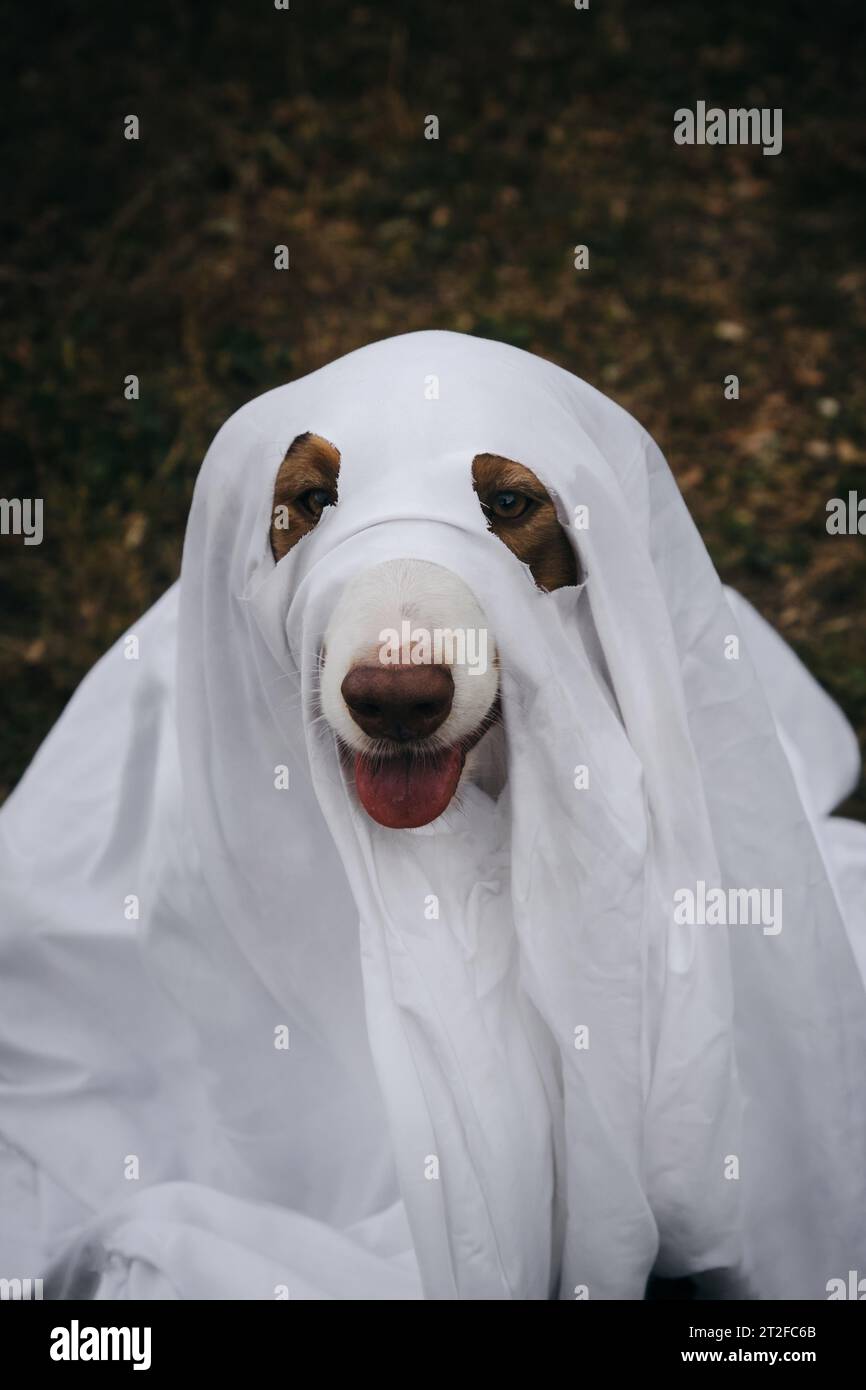 The dog dressed up and celebrates Halloween as a person. A Brown ...