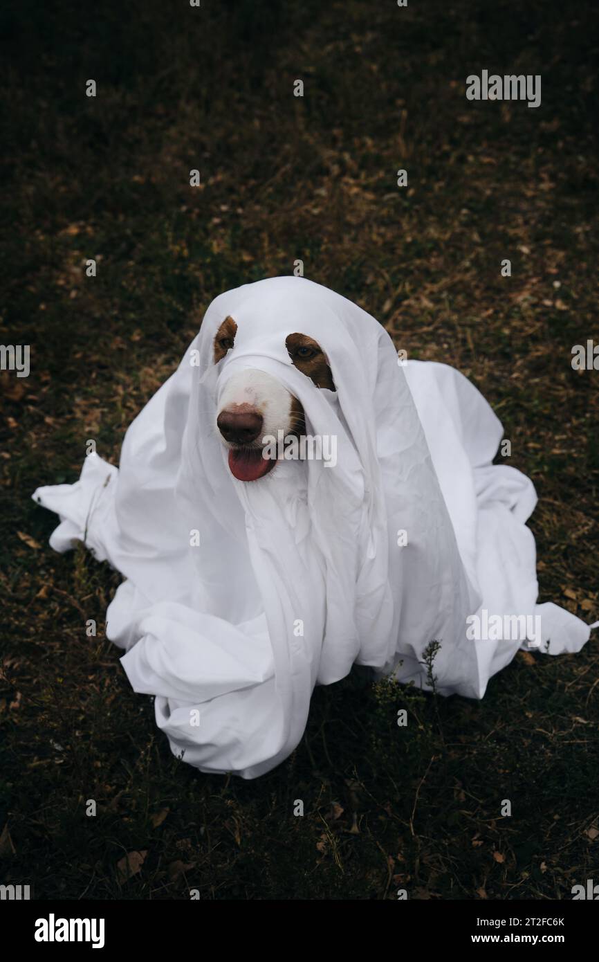 Joke or treat hi-res stock photography and images - Alamy