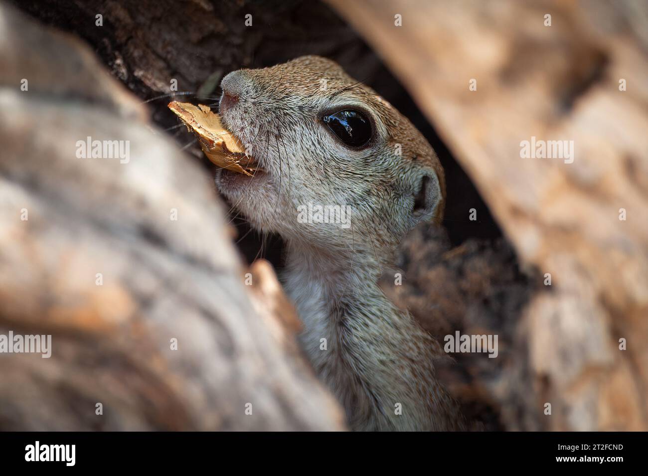 A Squirrel having lunch Stock Photo - Alamy
