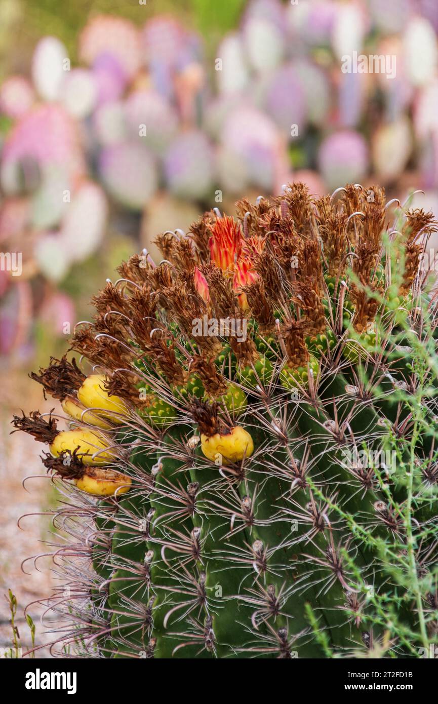 Cactus flora and fauna hi-res stock photography and images - Alamy