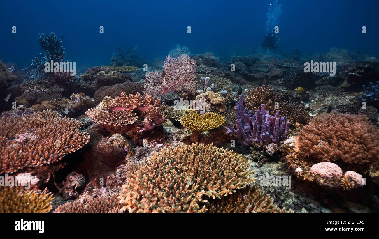 A beautiful and colorful coral reef seascape underwater with a scuba ...