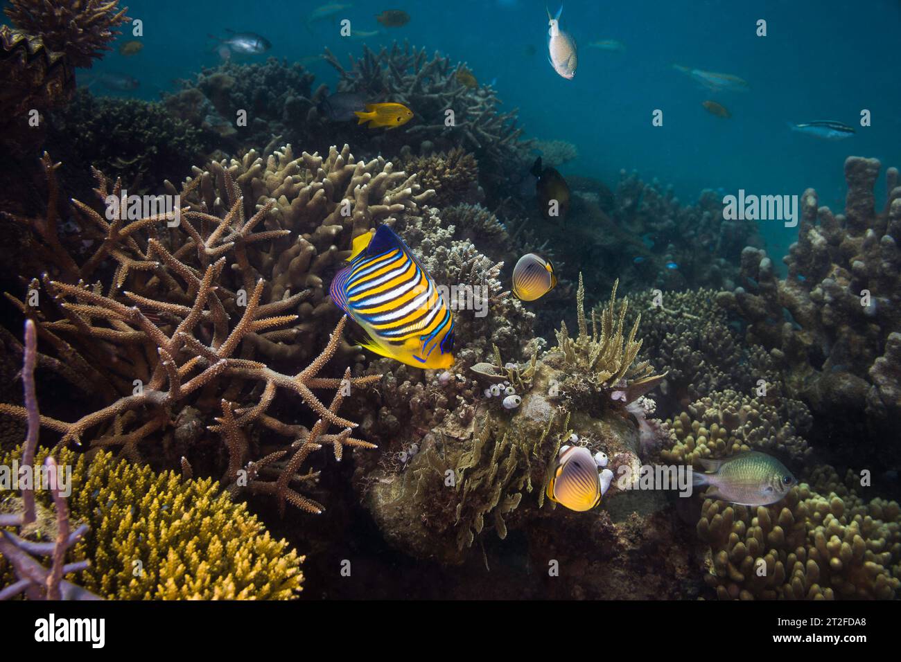 A beautiful coral reef scene underwater with a vibrant adult Regal ...