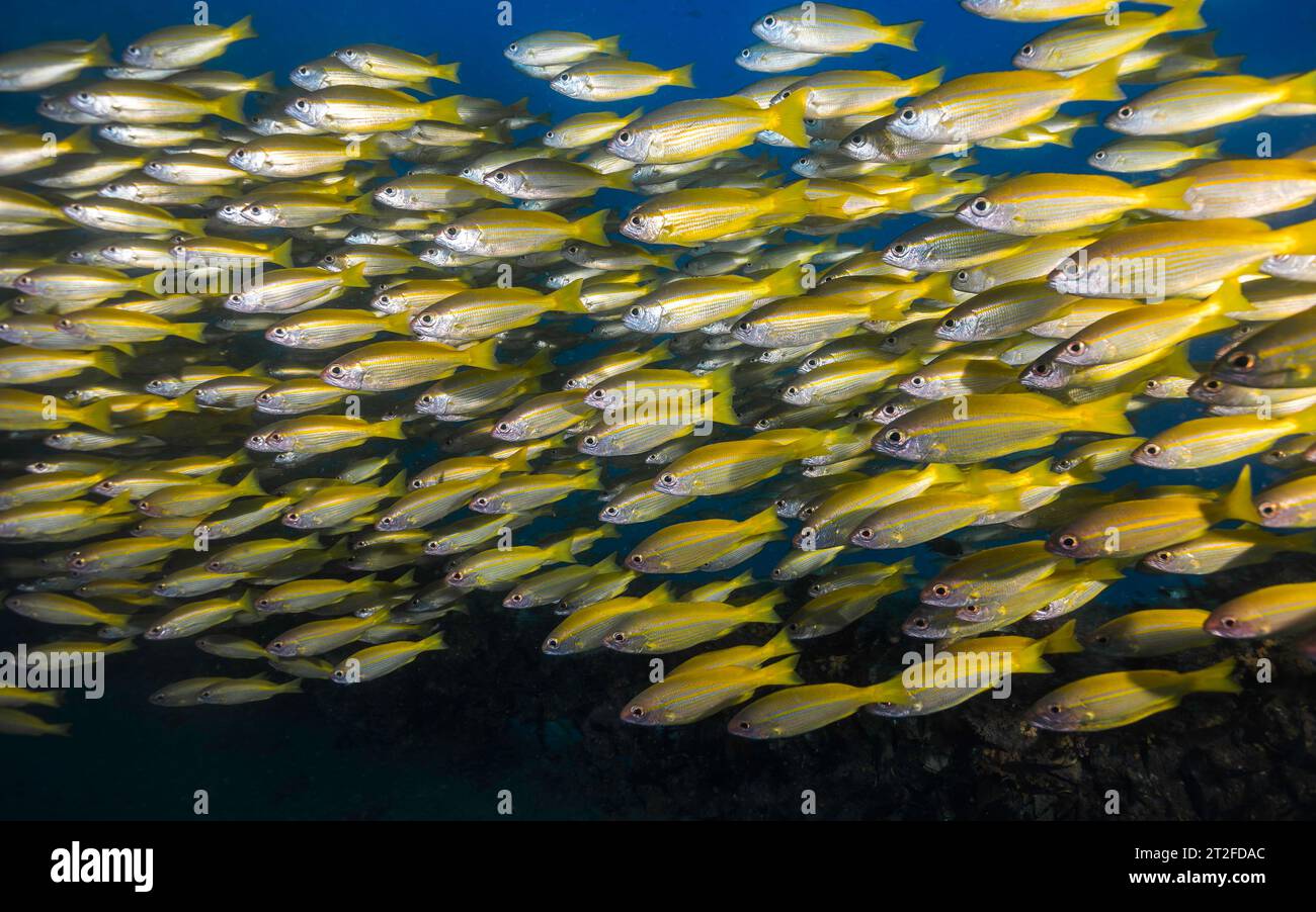 A closeup of a school of Yellow or Bigeye snapper fish (Lutjanus ...