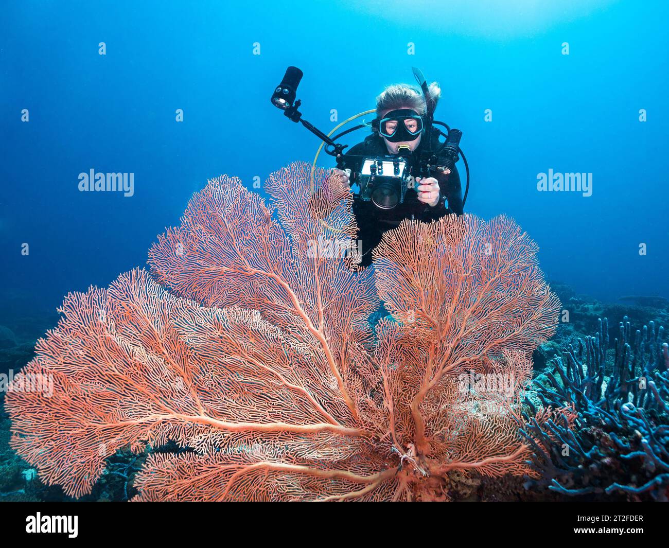 Reef setup hi-res stock photography and images - Alamy