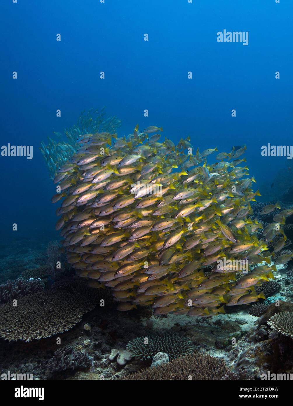 A large school of Dory snapper fish (Lutjanus fulviflamma), yellow fish ...