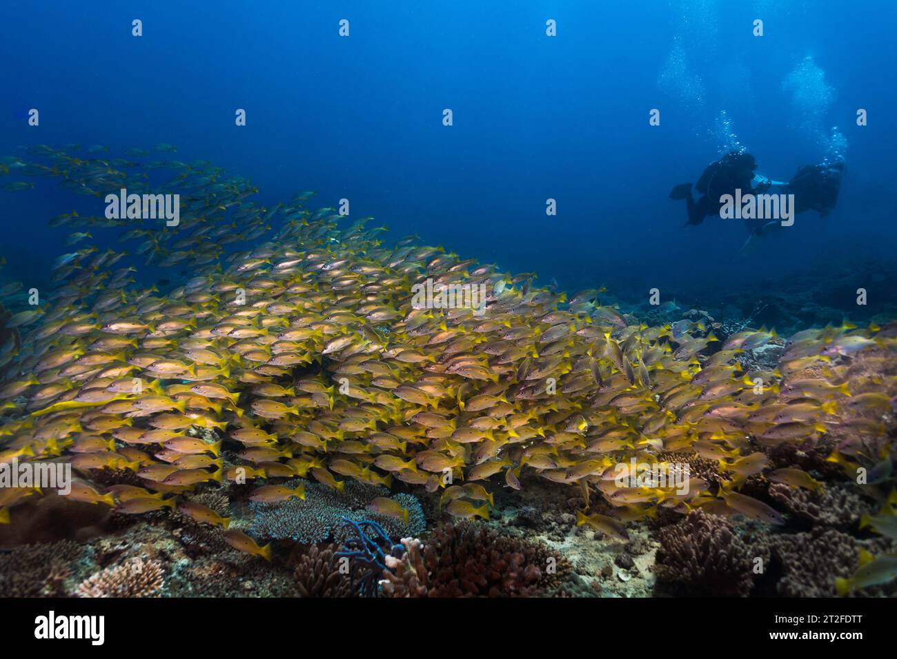 Dory snapper fish hi-res stock photography and images - Alamy