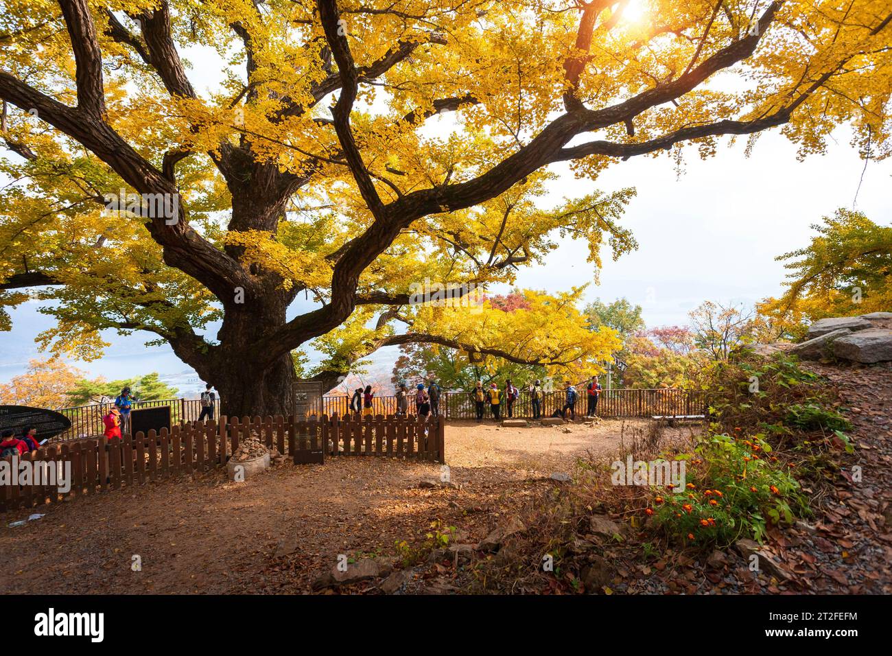 Big ginkgo tree in autumn in the morning with yellow leaves at ...