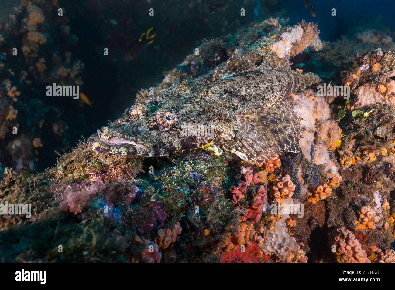 Flathead fish hi-res stock photography and images - Alamy