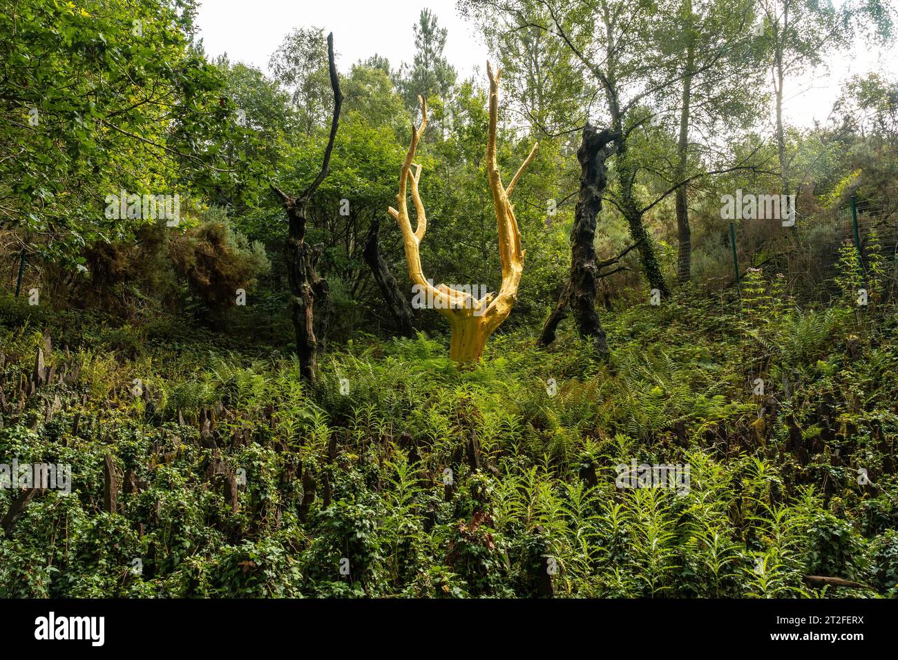 Arbre Dor in the Broceliande forest, French mystical forest located in ...