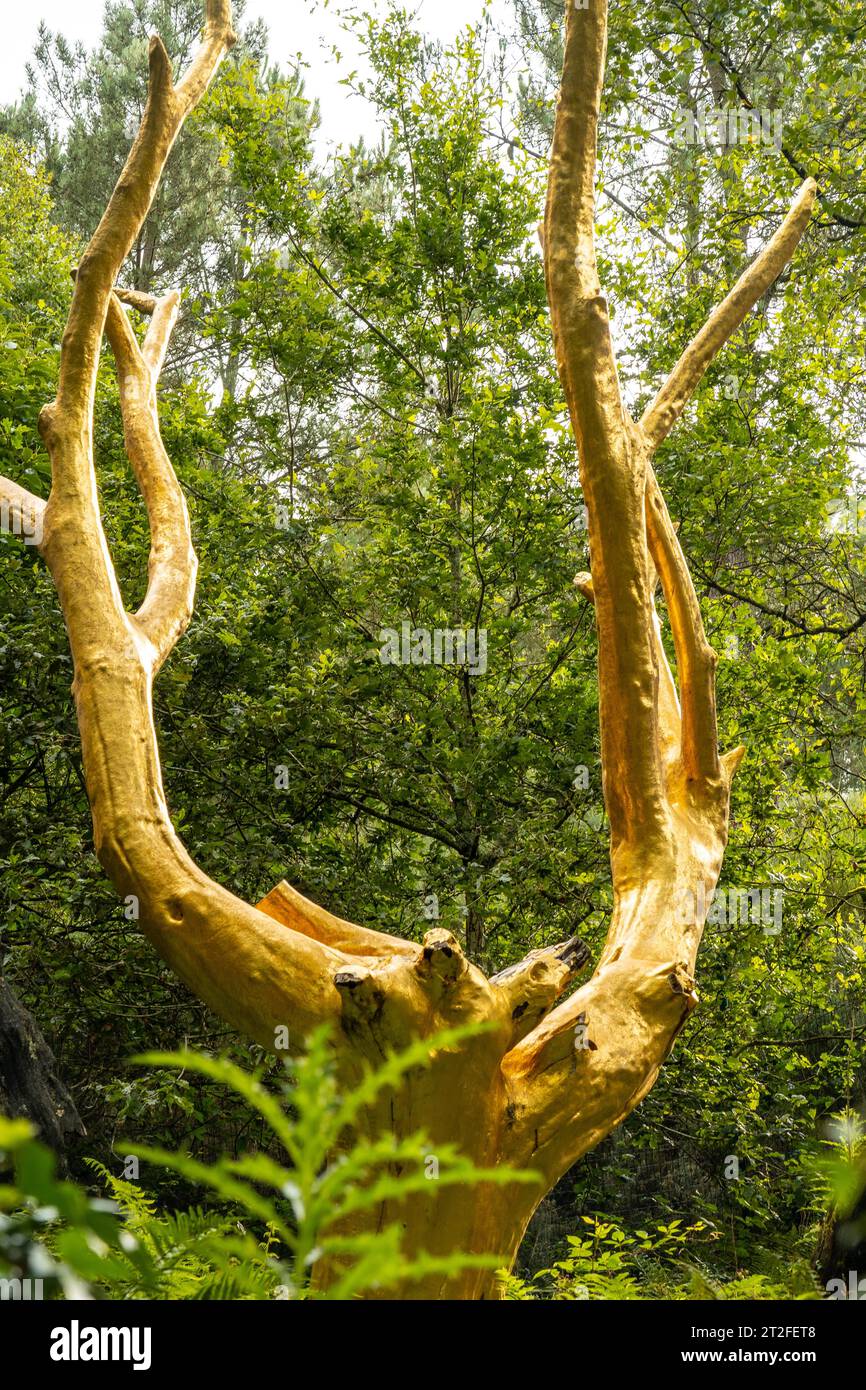 Arbre D'or in the Broceliande forest, French mystical forest located in ...
