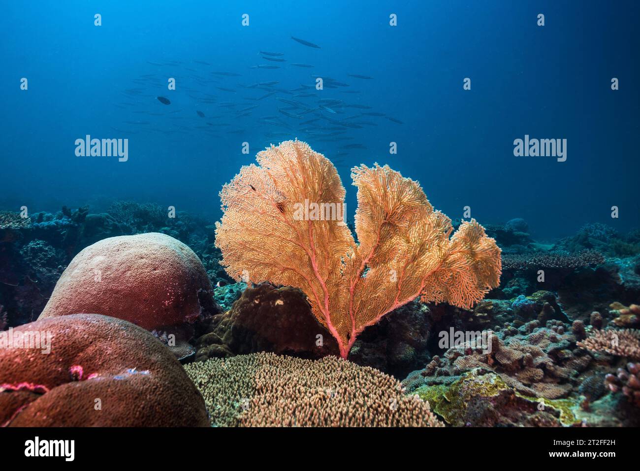 Madagascar underwater hi-res stock photography and images - Alamy