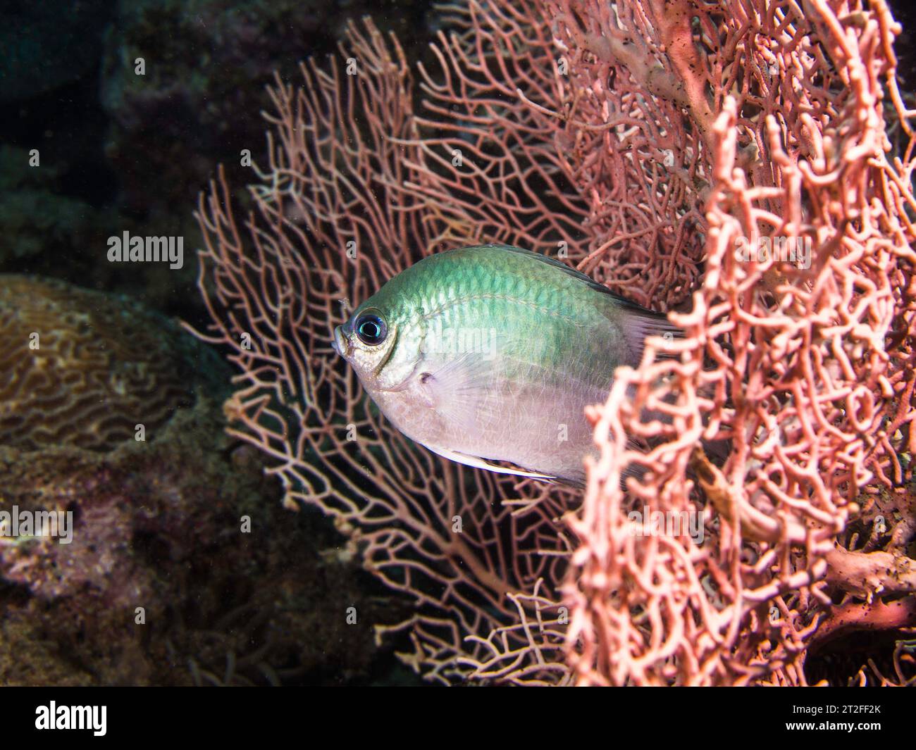A small damselfish hiding in the sea fan coral underwater on the reef ...