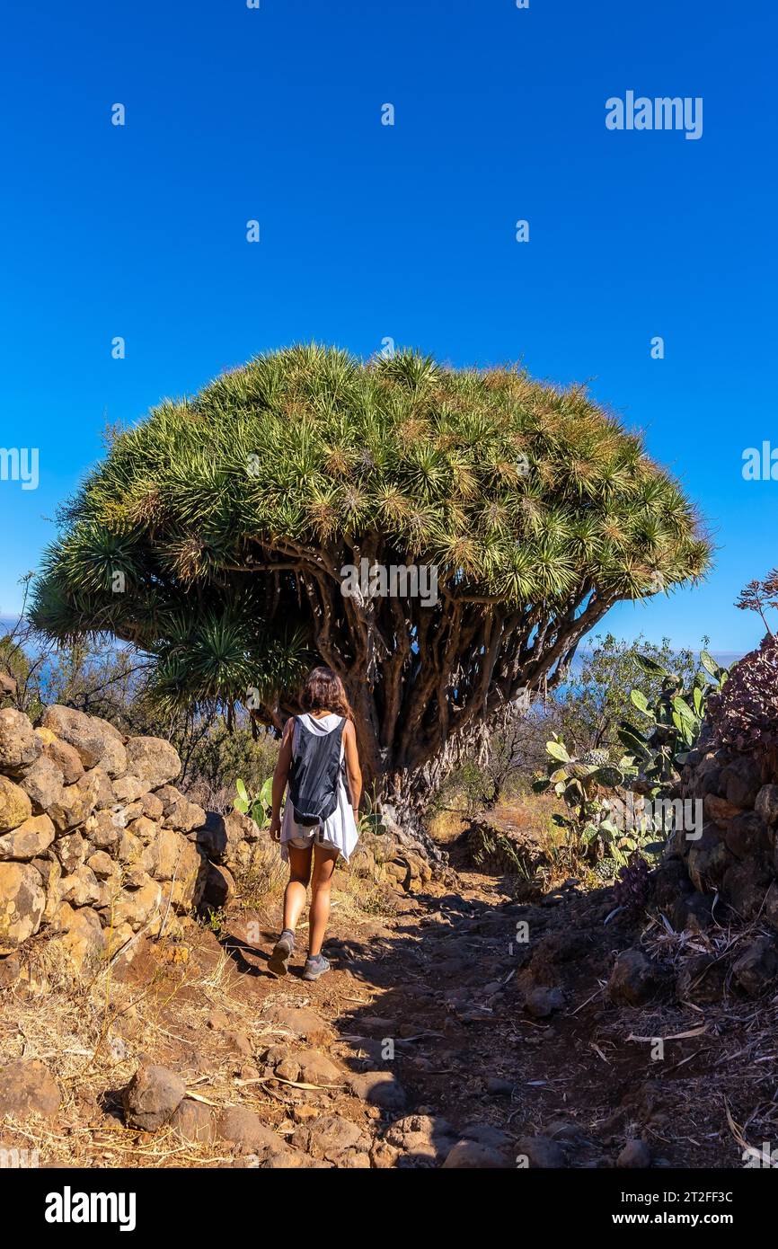 A young woman in a giant dragon tree on the Las Tricias trail. Garafia ...