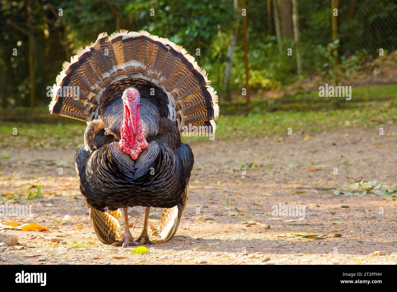 A black turkey deployed in Copan Ruinas temples. Honduras Stock Photo ...