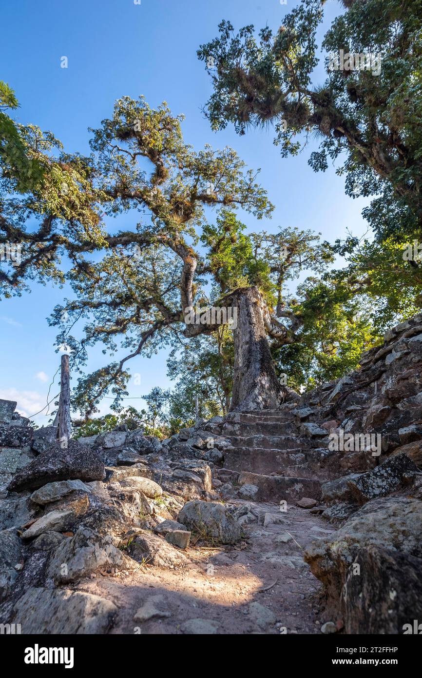 A beautiful tree of Copan Ruinas. Honduras Stock Photo - Alamy