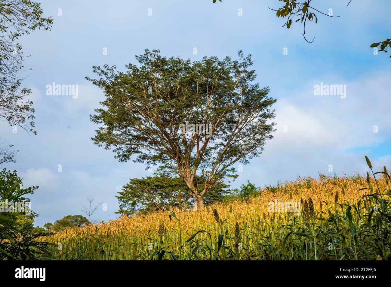 A beautiful green tree in a field of Copan Ruinas. Honduras Stock Photo ...