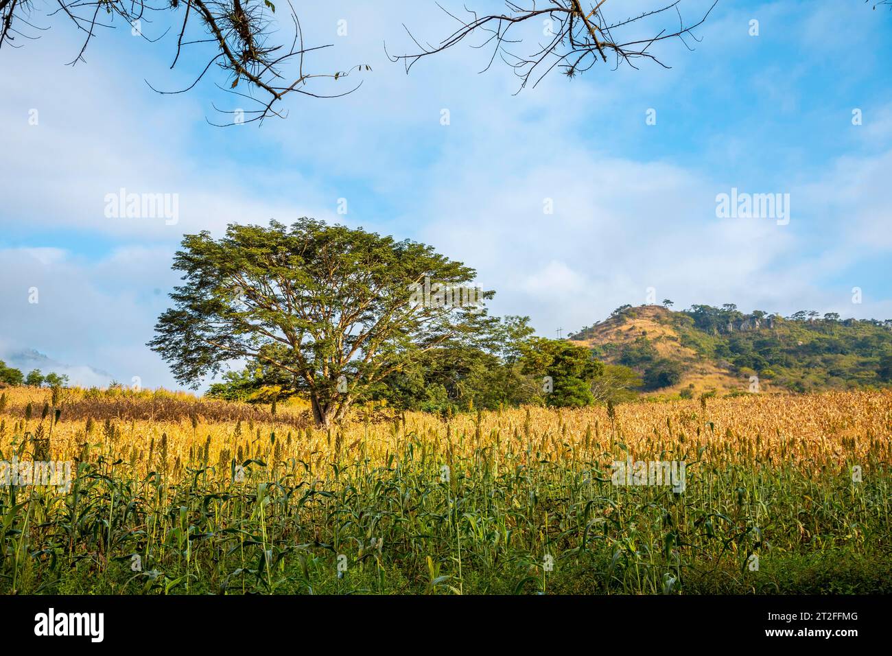 A green fairytale tree in a field of Copan Ruinas. Honduras Stock Photo ...