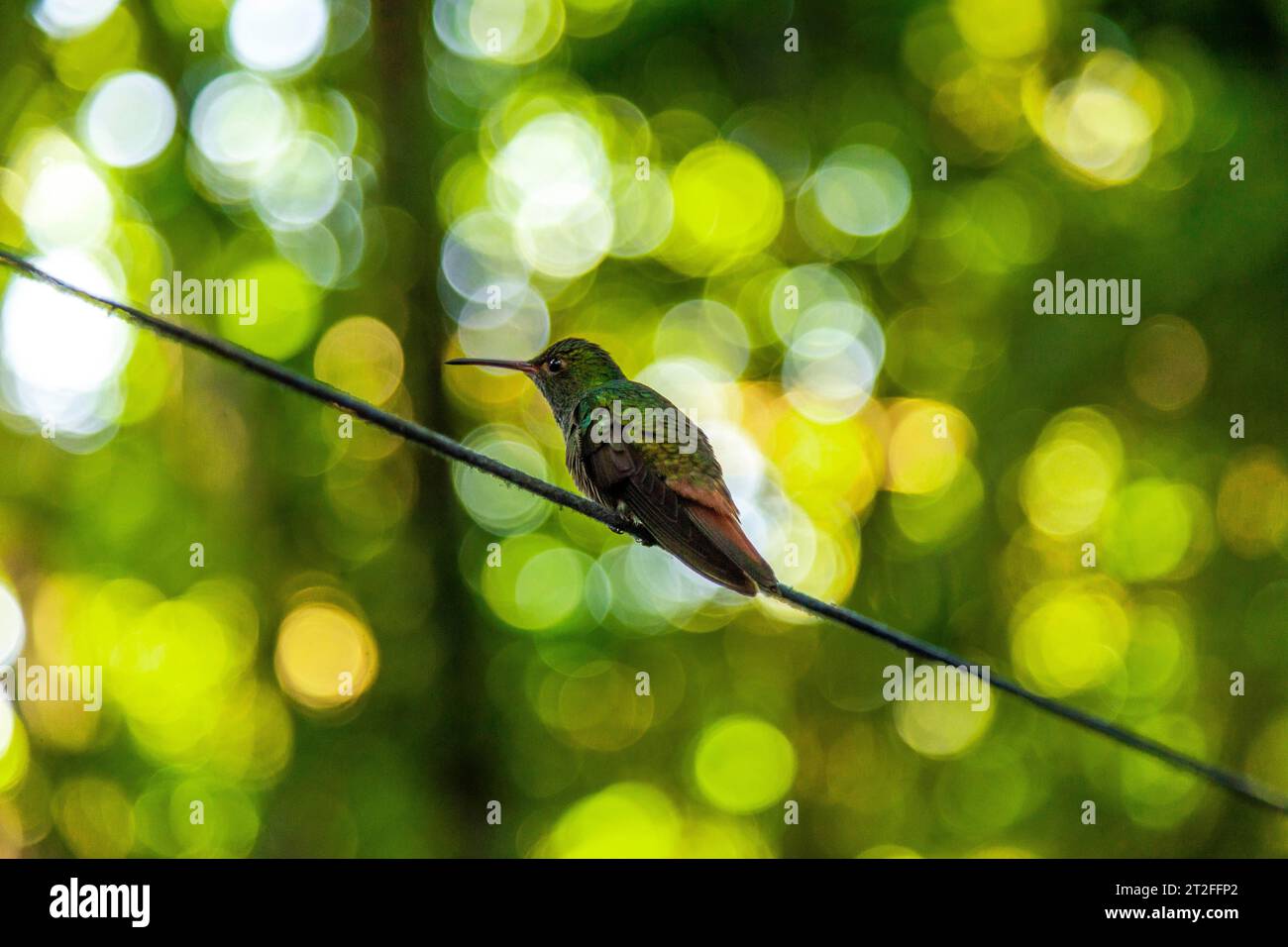 Most beautiful hummingbird hi-res stock photography and images - Alamy