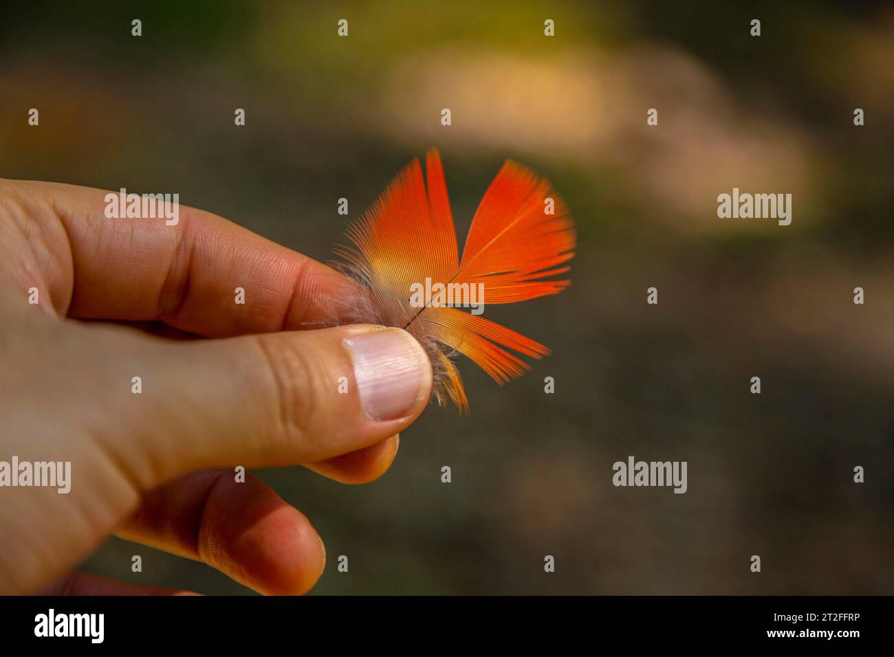 Lovely feather of a red macaw in Copan Ruinas. Honduras Stock Photo - Alamy