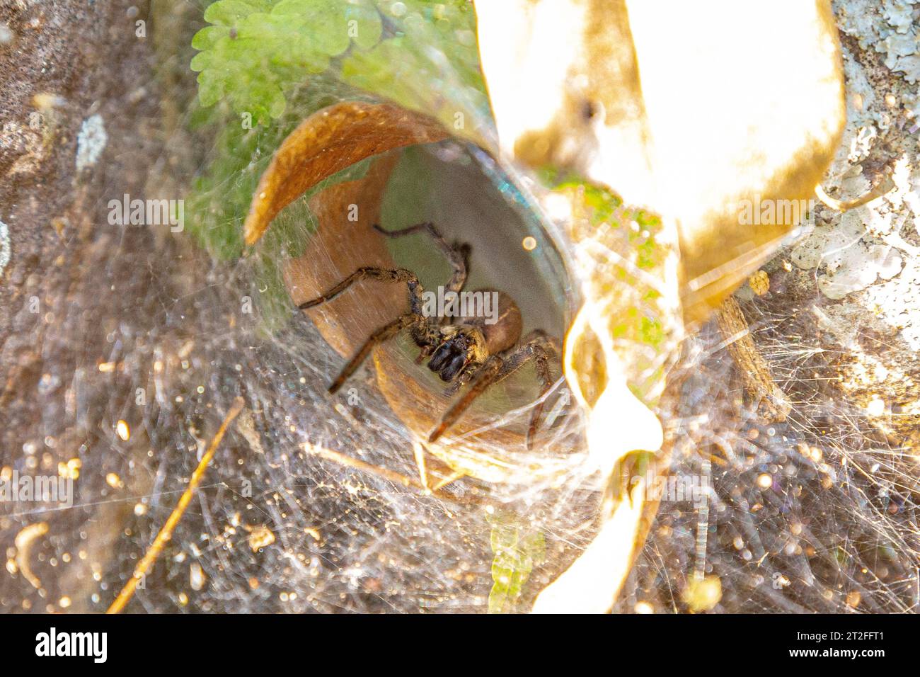 Amazing spider web of a large black spider in Copan Ruinas. Honduras ...