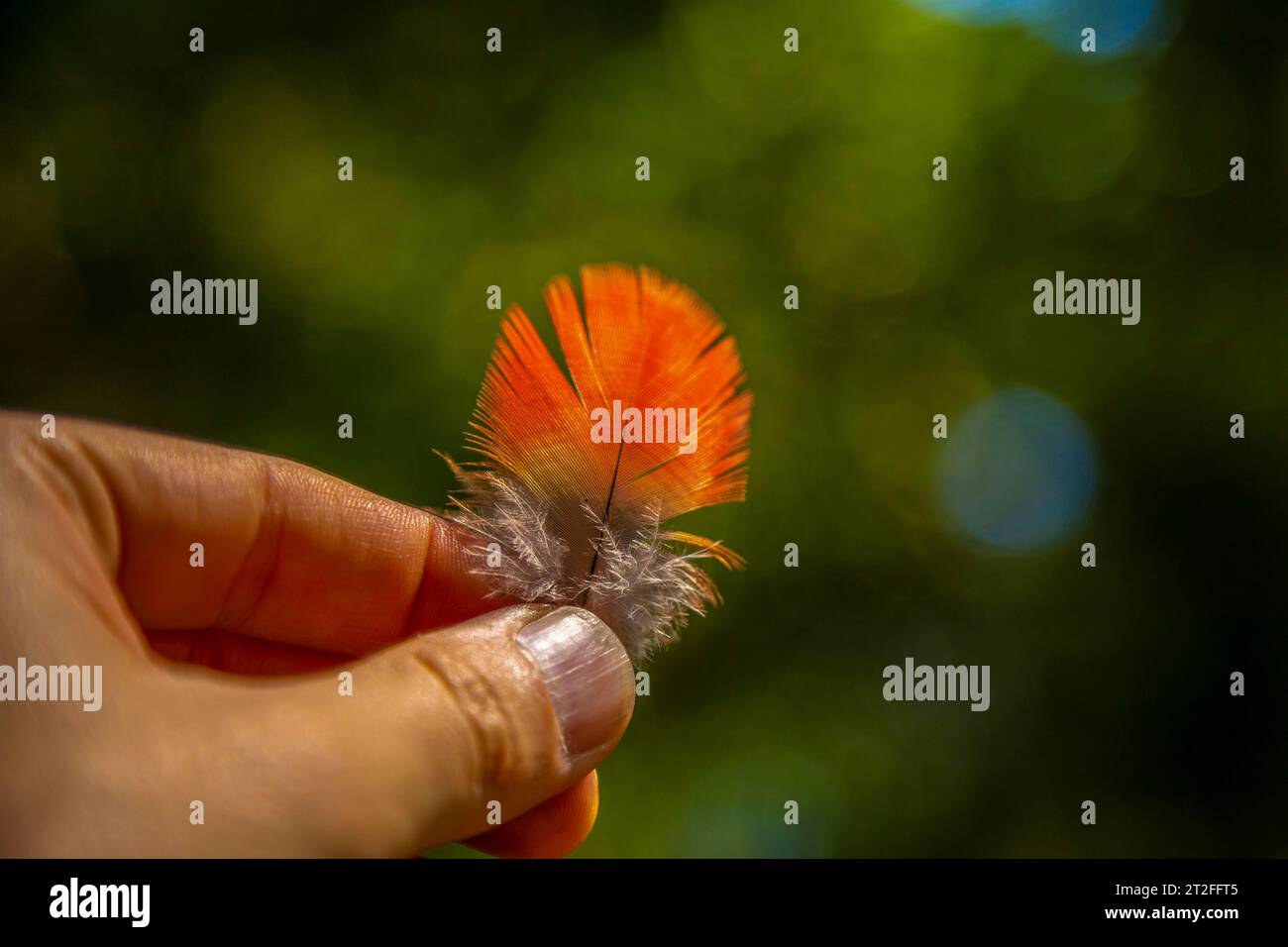 Lovely feather of a red macaw in Copan Ruinas. Honduras Stock Photo - Alamy