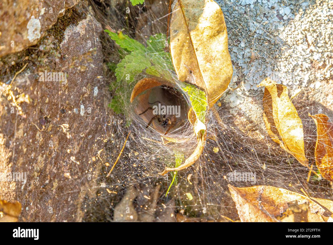 Amazing spider web of a large black spider in Copan Ruinas. Honduras ...