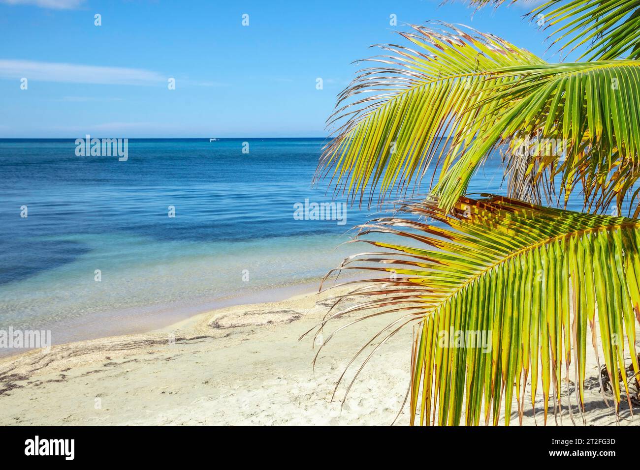 A palm tree on the beach of West End on Roatan Island. Honduras Stock ...