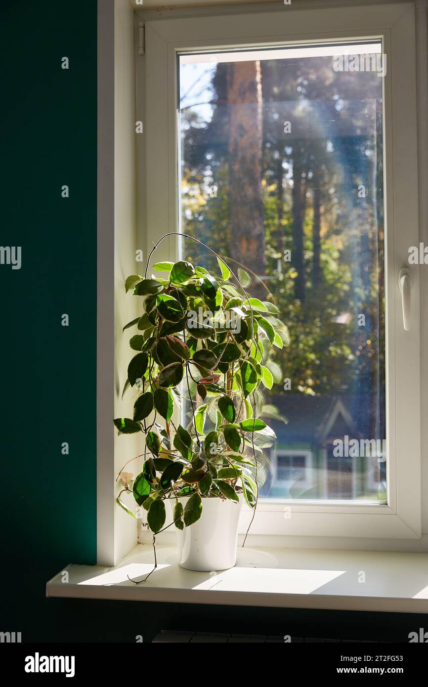 Variegated foliage of hoya carnosa variegata Krimson Queen on sunny ...