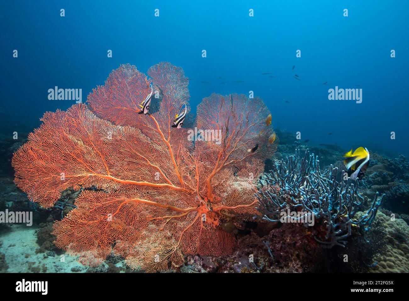 Large Gorgonian sea fan underwater standing out on the coral reef with ...