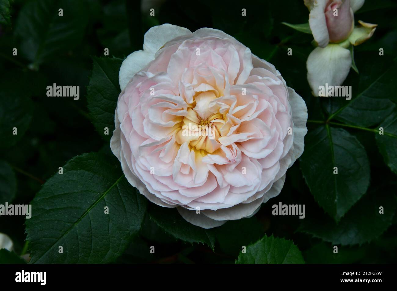 A vibrant rose bush with lush flowers and green foliage in the ...