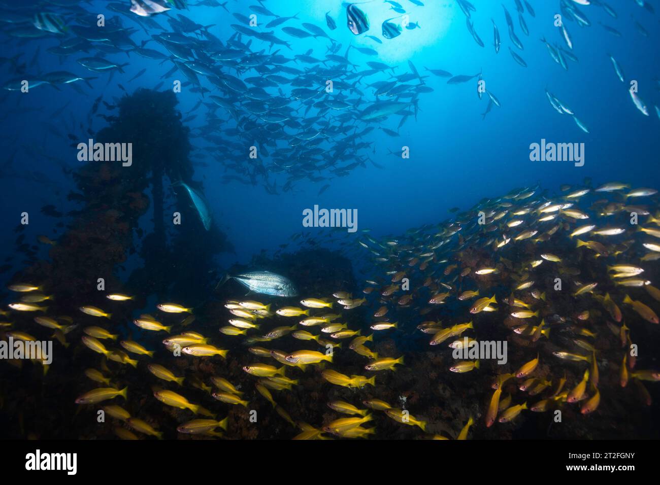 Schools of Yellow or Bigeye snapper fish and fusilier fish swirling ...
