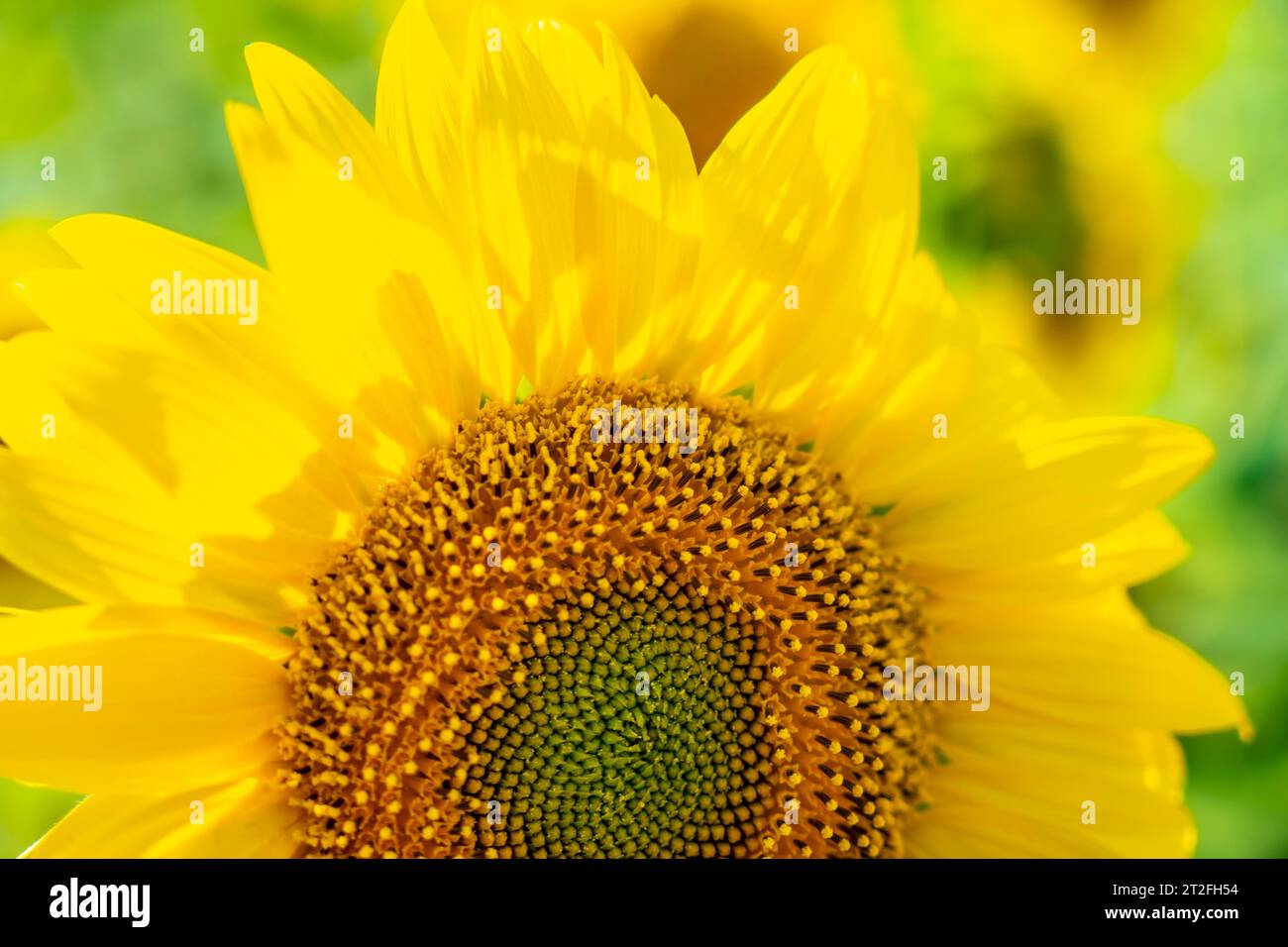 Close up big sunflower hi-res stock photography and images - Alamy