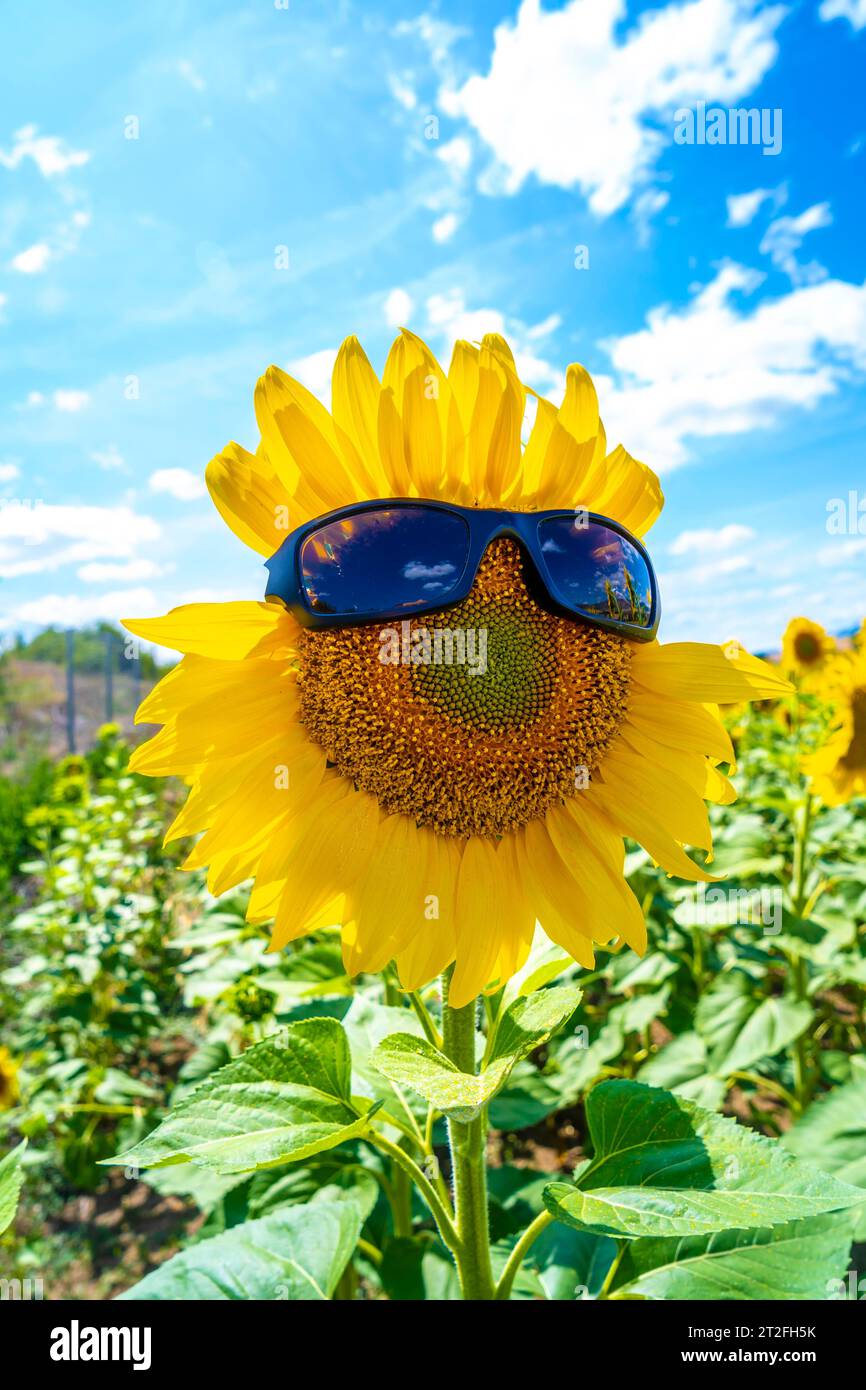 Cool sunflower hi-res stock photography and images - Alamy