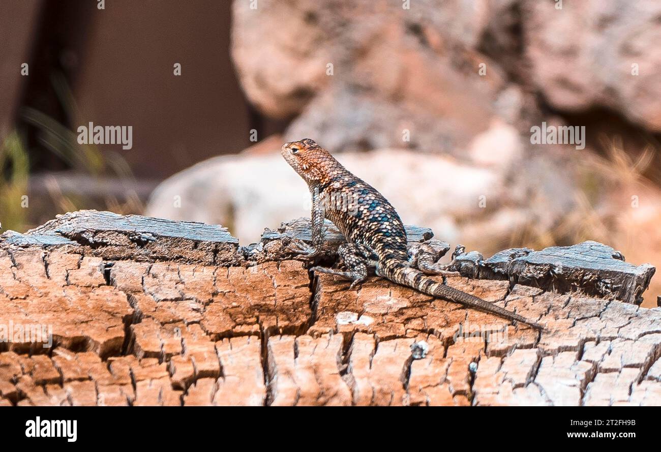 A beautiful lizard seen on the Bright Angel Trailhead in the Grand ...