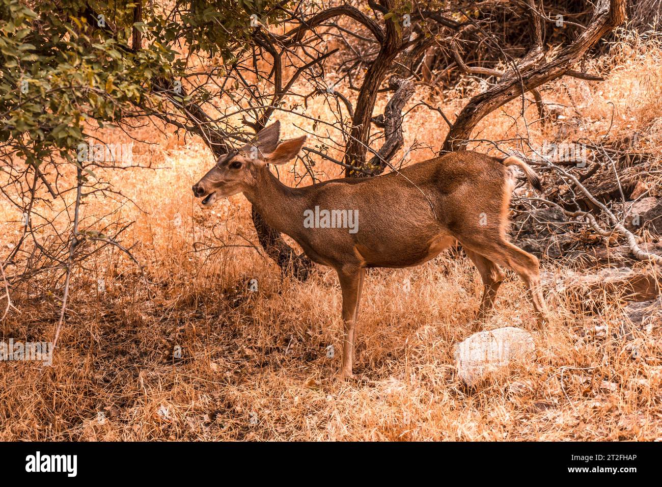 A beautiful young deer seen on the Bright Angel Trailhead in the Grand ...
