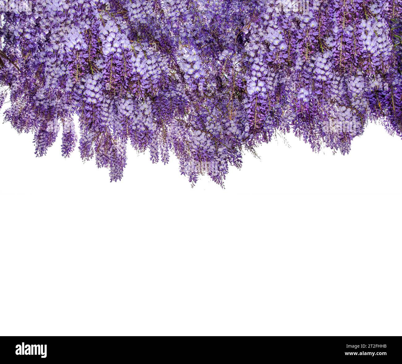 Wisteria flowering branch isolated with clipping path, ideal frame for ...