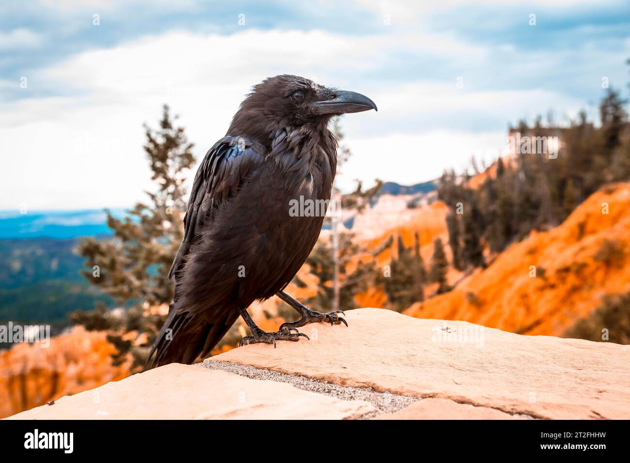 A black vulture looking to the left in Bryce National Park. Utah ...