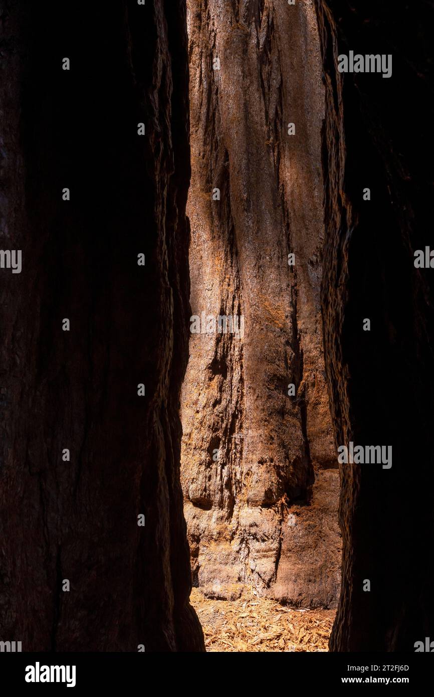 Texture of a sequoia look from a hole of a giant tree in Sequoia ...