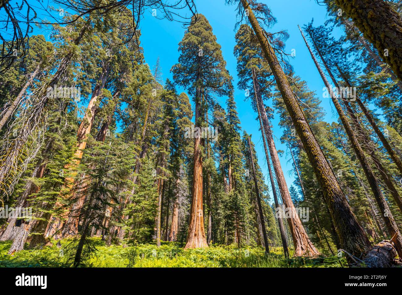 Giant trees in a meadow of Sequoia National Park, California. United ...