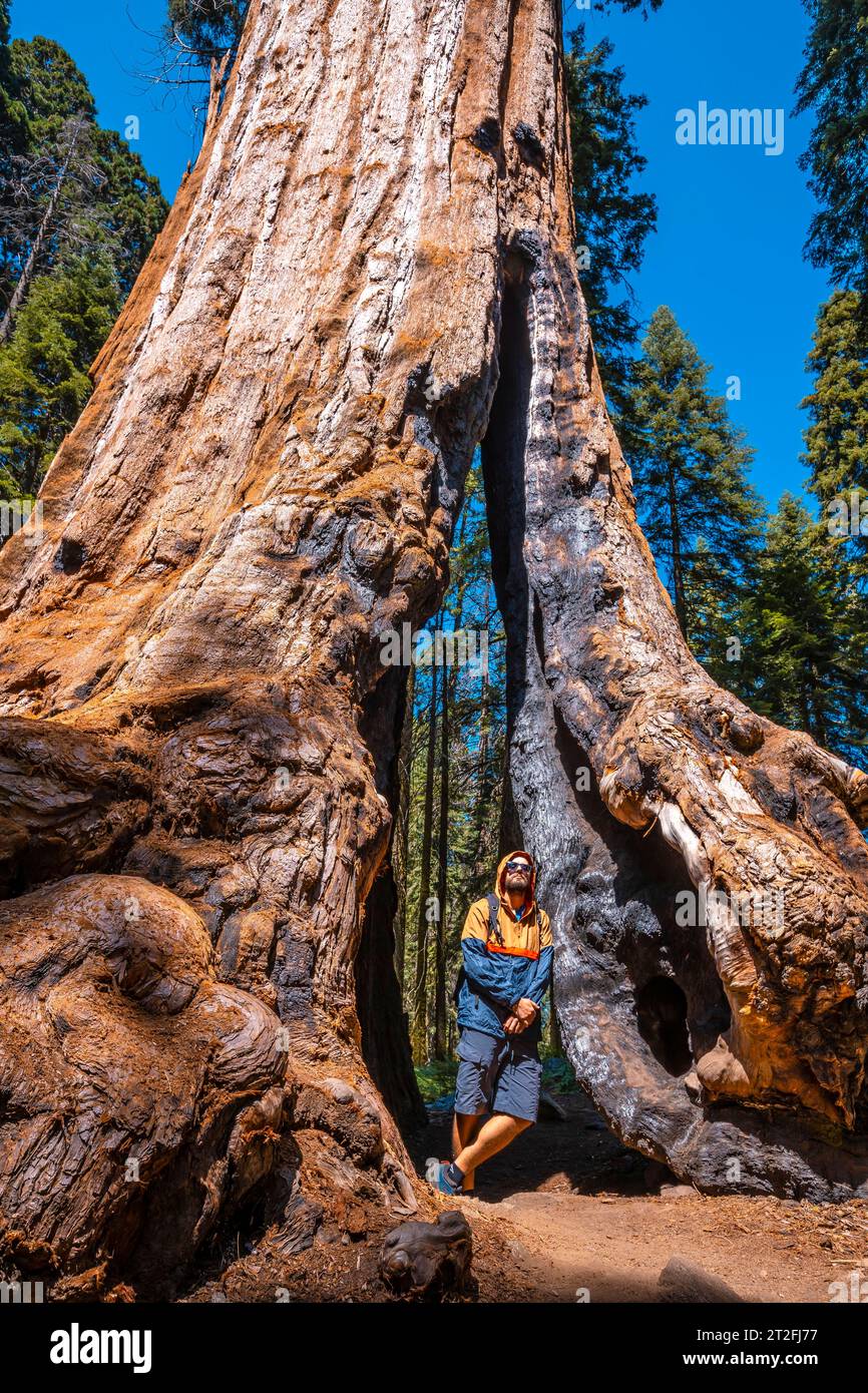 Sequoia National Park, a young man entering a giant tree, California ...