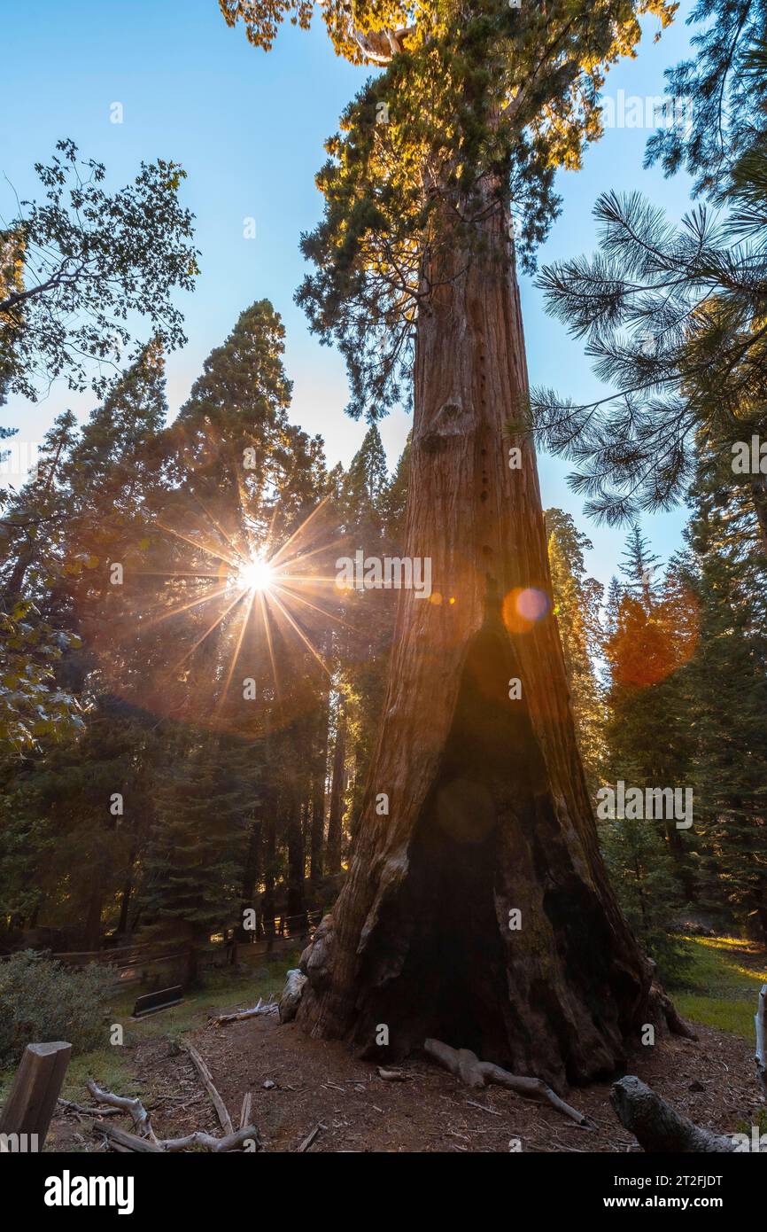 The General Grant Tree on a beautiful sunset in Sequoia National Park ...
