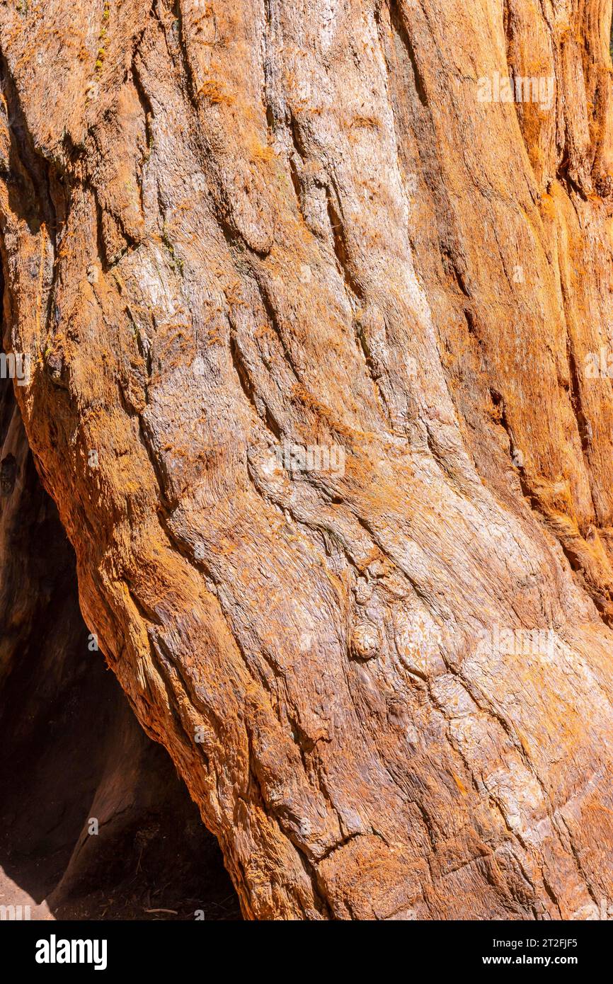The roots of a giant tree in Sequoia National Park, California. United ...