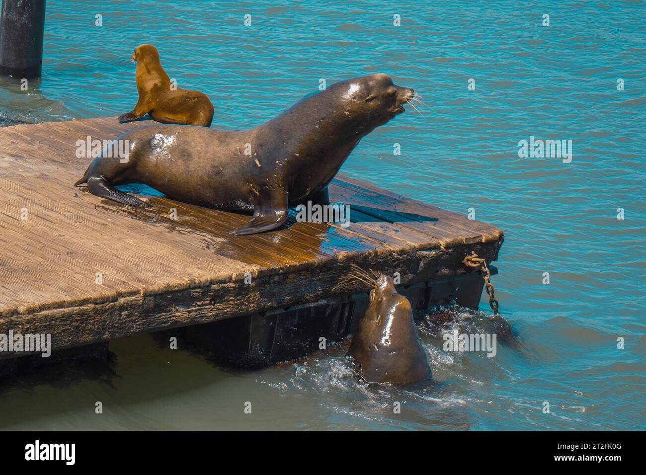 A freshly dried seal at Pier 39, San Francisco. United States Stock ...