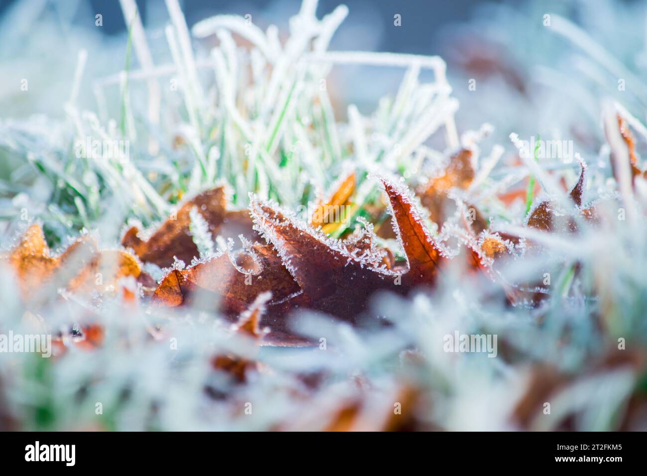Frozen nature with leaves. Green background. High resolution photo ...