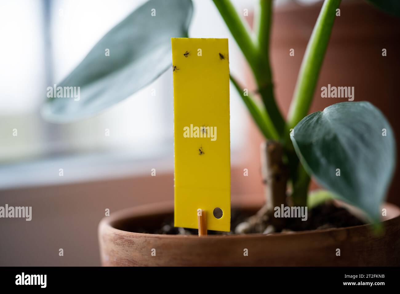 Fungus gnats stuck on yellow sticky trap closeup. Flypaper for ...