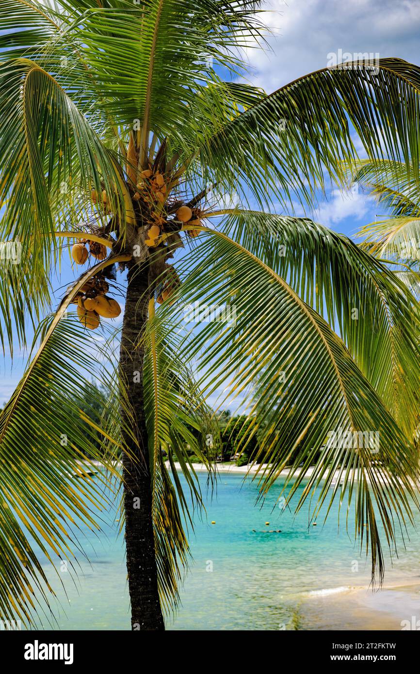View between palm leaves and palm fronds on a small blue lagoon in ...