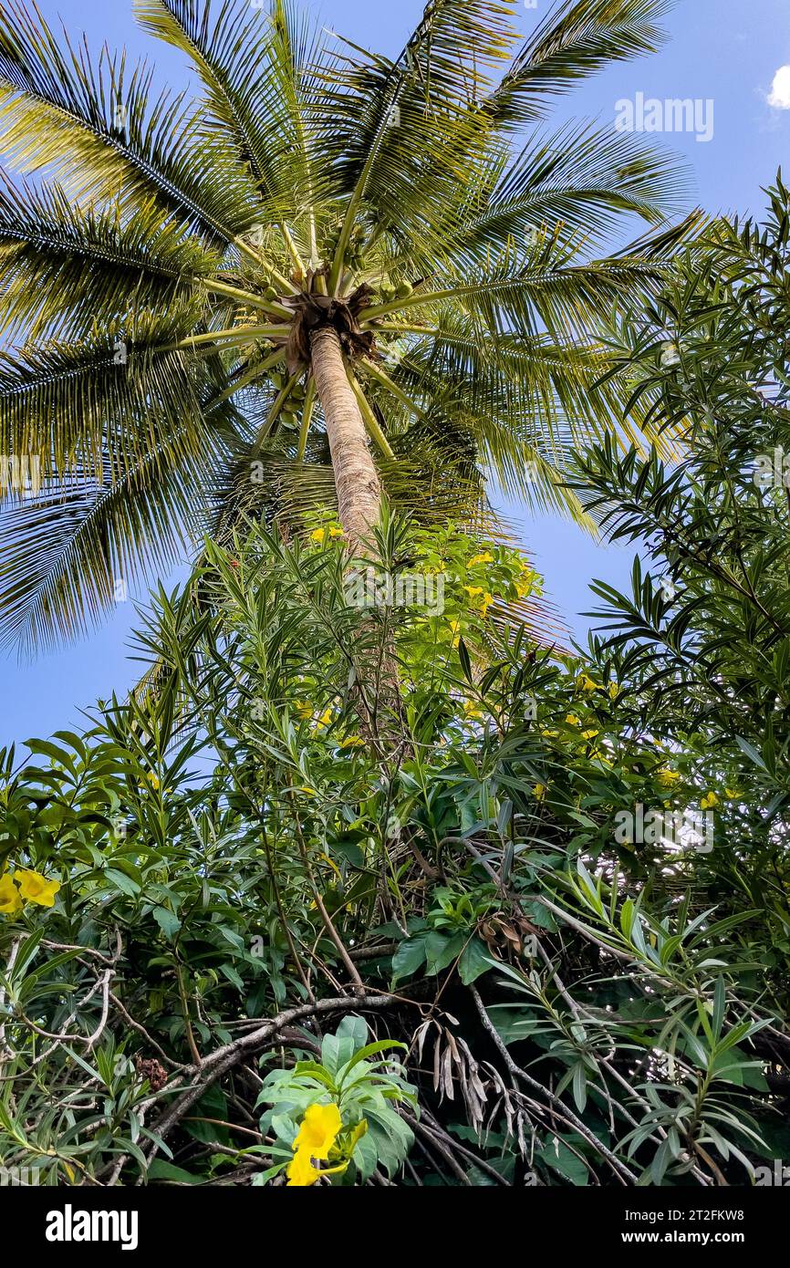 View from below of lower palm fronds of palm crown Crown of palm ...