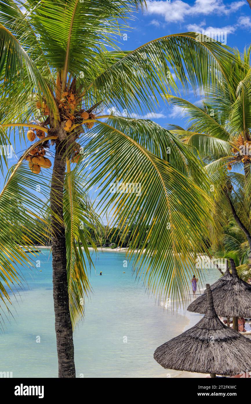 View between palm leaves and palm fronds to a small blue lagoon in ...